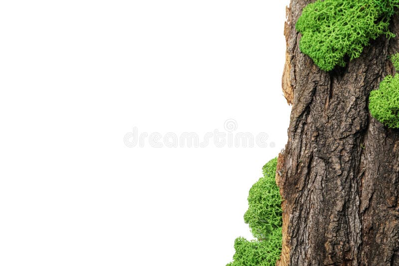 Wood with Moss Isolated on White Background, PNG Stock Image - Image of ...