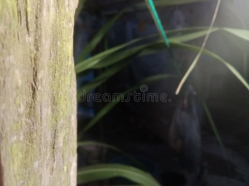 Wood with a Moss Texture in a Village at Night Stock Photo - Image of ...