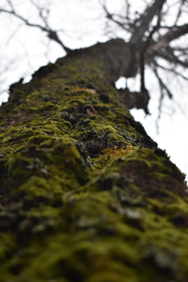 Wood with moss stock photo. Image of wildlife, ð¼oñ…oð¼ - 245981388