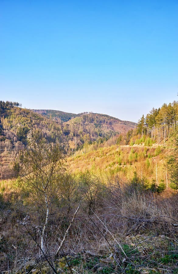 Wood in the Mountains with Trees in the Forest Under a Blue Sky Stock ...