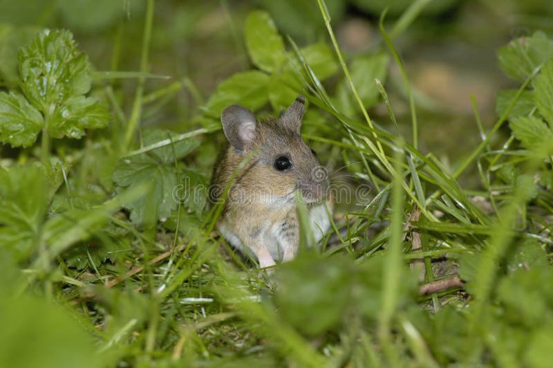 Wood Mouse or Long Tailed Field Mouse Stock Image - Image of british ...