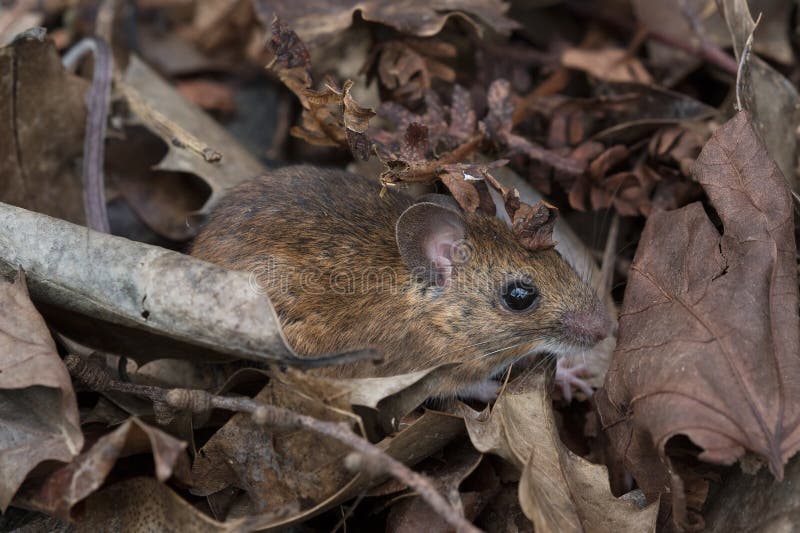 Wood Mouse Apodemus Sylvaticus Stock Image - Image of creature, mouse ...
