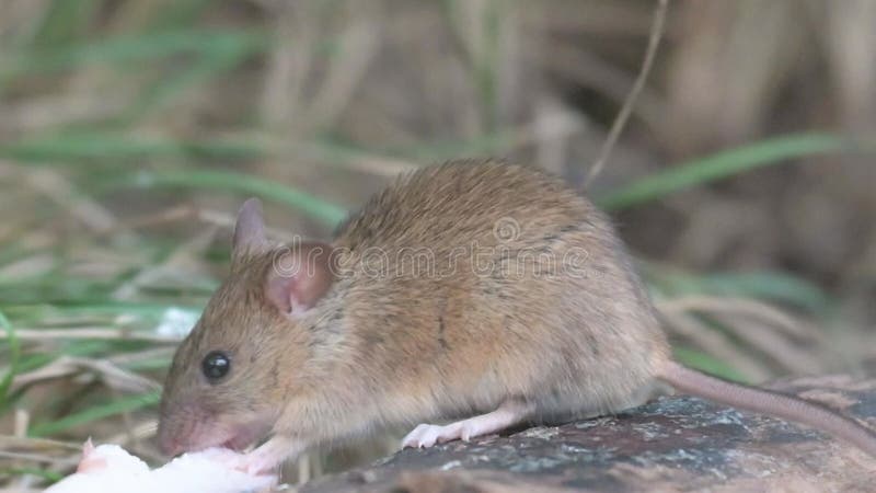 Wood Mouse Apodemus Sylvaticus in the Wild Stock Video - Video of ...