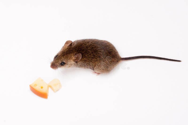 Mouse and cheese stock photo. Image of yellow, rodent - 22091796