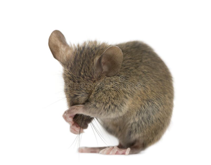 How Often Do Mice Clean Themselves at Carl Moran blog