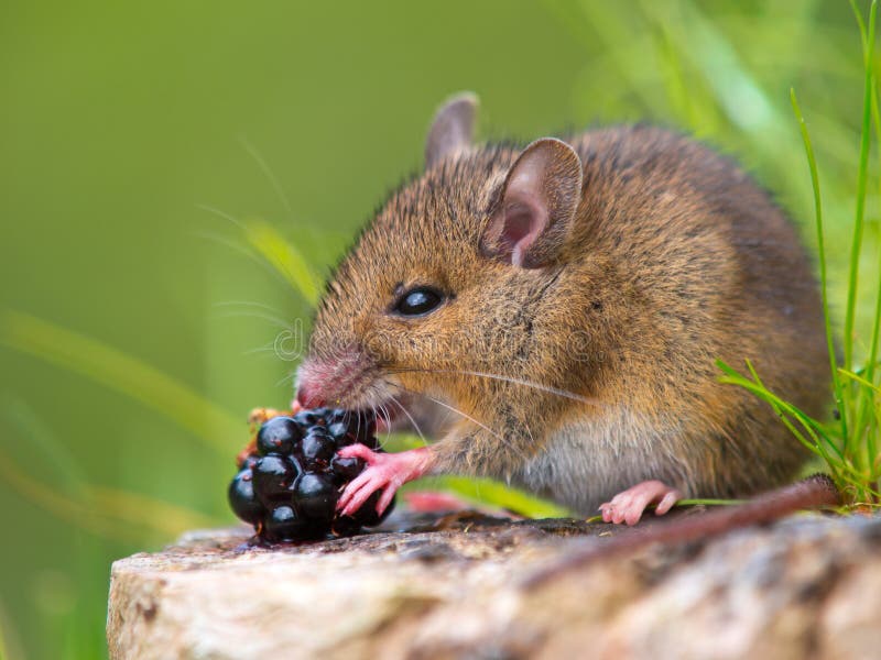 Wood Mouse Eating Blackberry Stock Image - Image of grass, european ...