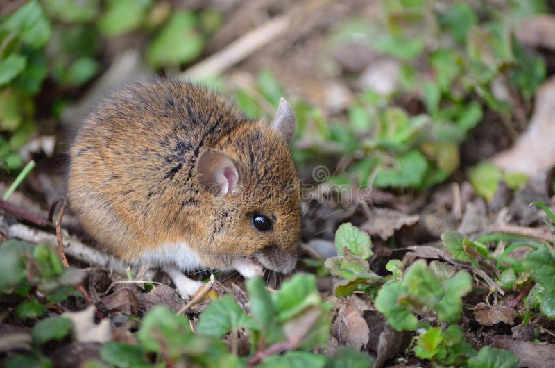 Cute Wood Mouse On Forest Floor Stock Image - Image of brown, floor ...