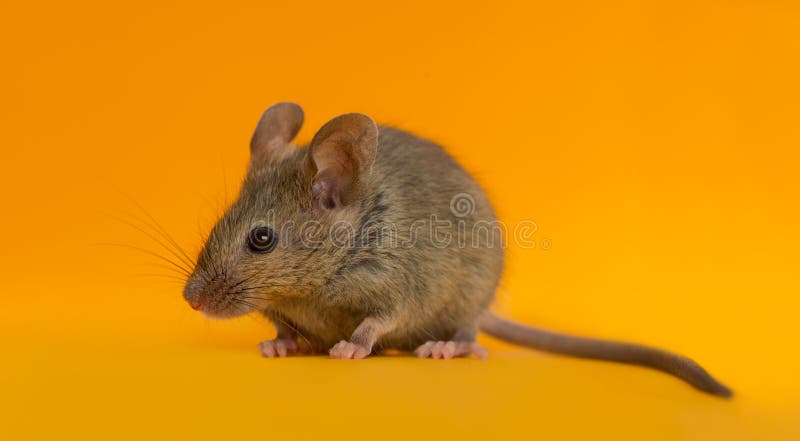 Wood Mouse Fleeing, Running Away, Apodemus Sylvaticus Stock Photo ...