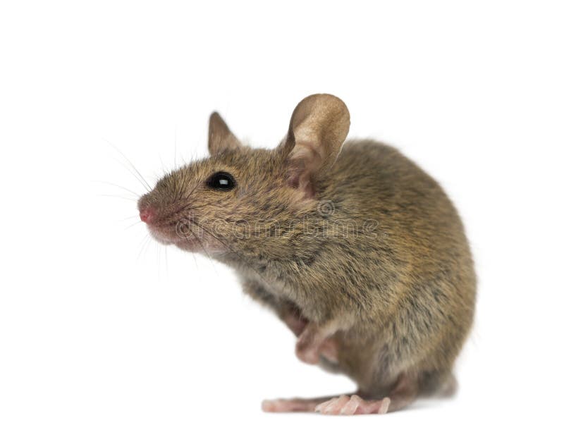 Wood mouse stock photo. Image of people, animal, white - 60160550