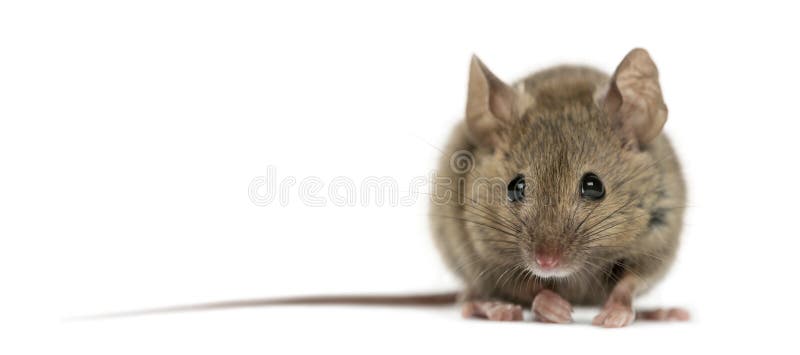 Wood Mouse Fleeing, Running Away, Apodemus Sylvaticus Stock Photo ...