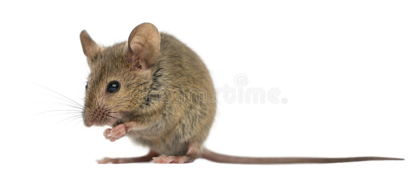 Wood Mouse Fleeing, Running Away, Apodemus Sylvaticus Stock Photo ...