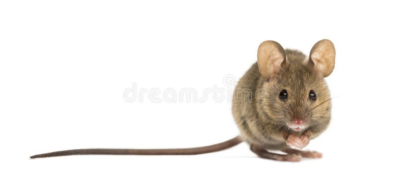 Wood Mouse in Front of a White Background Stock Photo - Image of animal ...