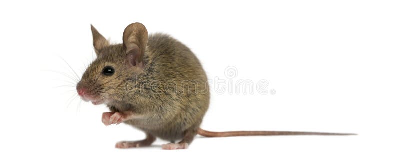 Wood mouse stock image. Image of mammal, long, vertebrate - 60160299