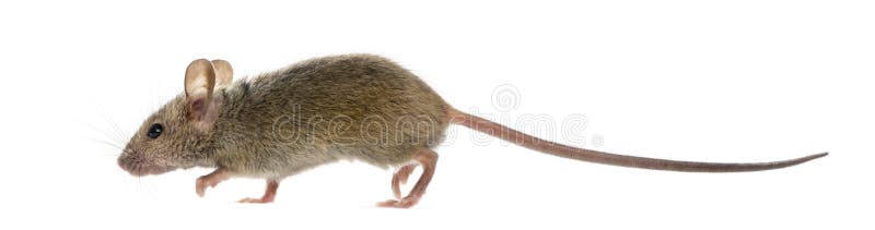 Wood Mouse in Front of a White Background Stock Photo - Image of animal ...