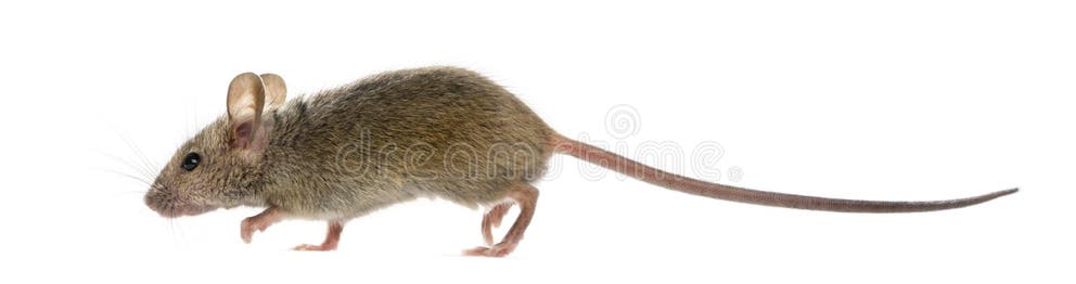 Wood Mouse in Front of a White Background Stock Photo - Image of animal ...