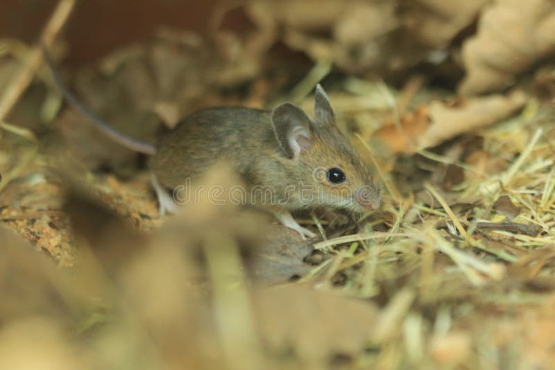 Wood mouse stock image. Image of european, field, apodemus - 93204793