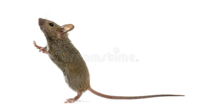 113 Lean Mouse Stock Photos - Free & Royalty-Free Stock Photos from ...