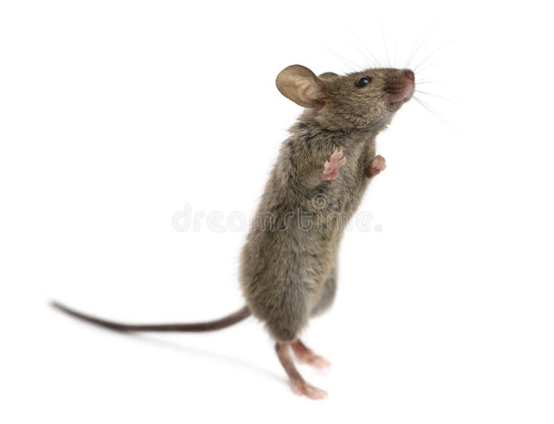 Wood mouse looking up stock photo. Image of shot, looking - 60160152
