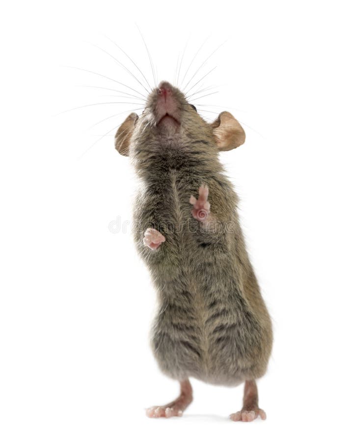 Wood mouse stock image. Image of mammal, long, vertebrate - 60160299