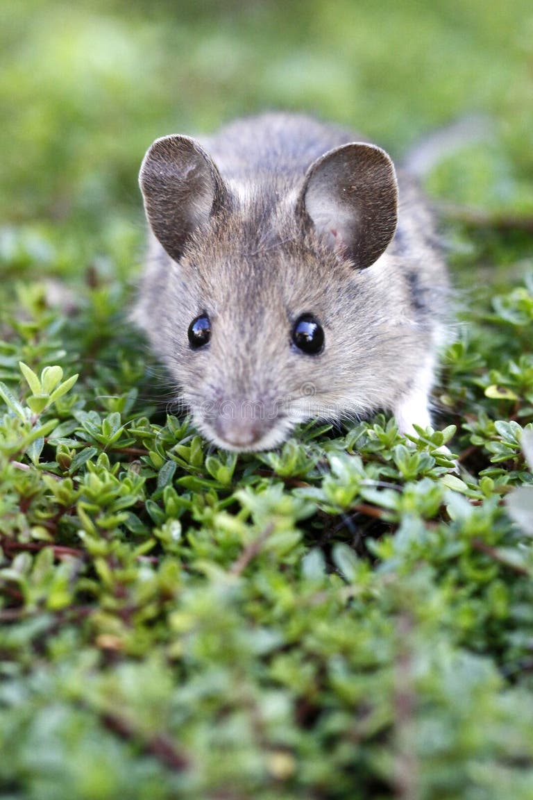 798 Scared Mouse Stock Photos - Free & Royalty-Free Stock Photos from ...