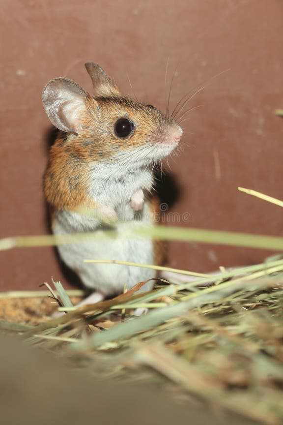 Wood mouse stock photo. Image of wood, mouse, sylvaticus - 109136542