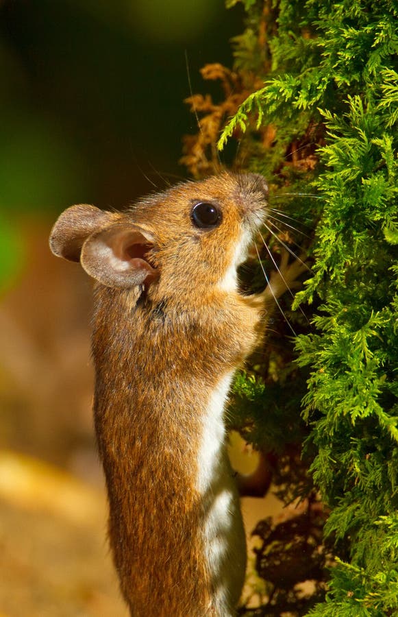 Wood mus arkivfoto. Bild av natur, trä, nyfiket, gnagare - 25780756