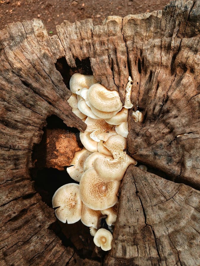 Wood Mushroom or Edible Mushroom. this Mushroom Grows on Rotten Tree ...
