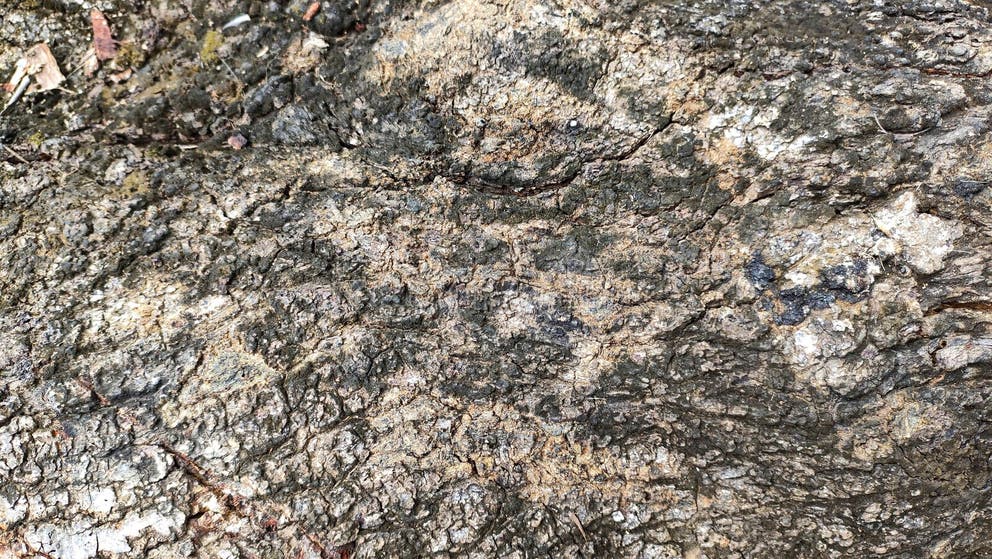 376 Musk Plant Wood Stock Photos - Free & Royalty-Free Stock Photos ...