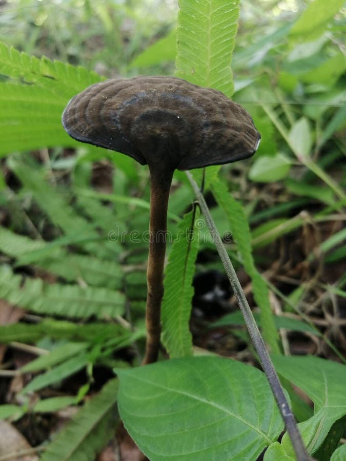 Musr Stock Photos - Free & Royalty-Free Stock Photos from Dreamstime