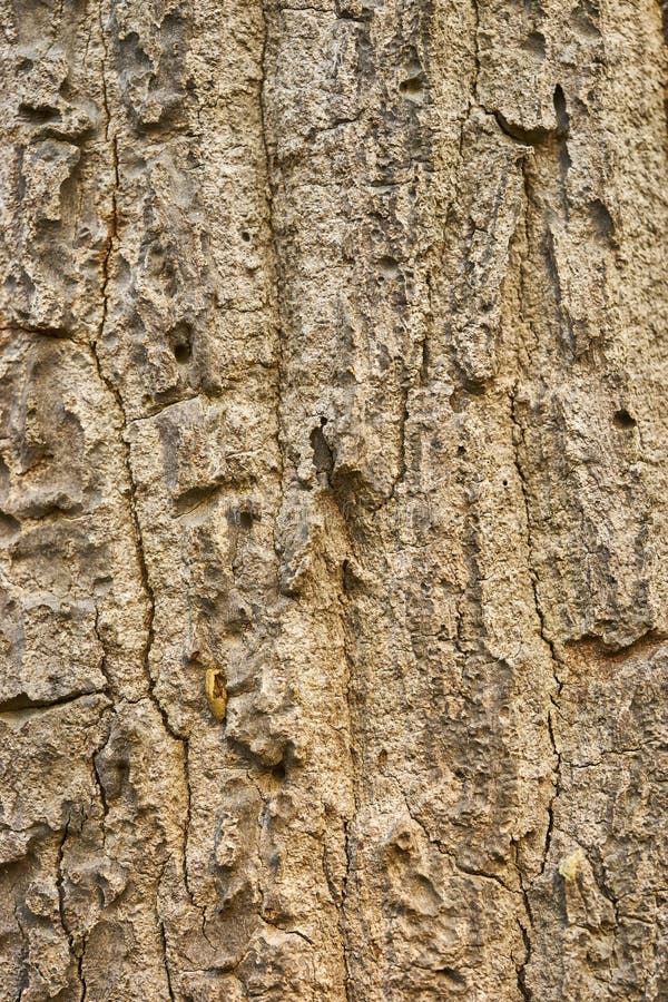 Wood, Natural Bark texture stock image. Image of detail - 78855661