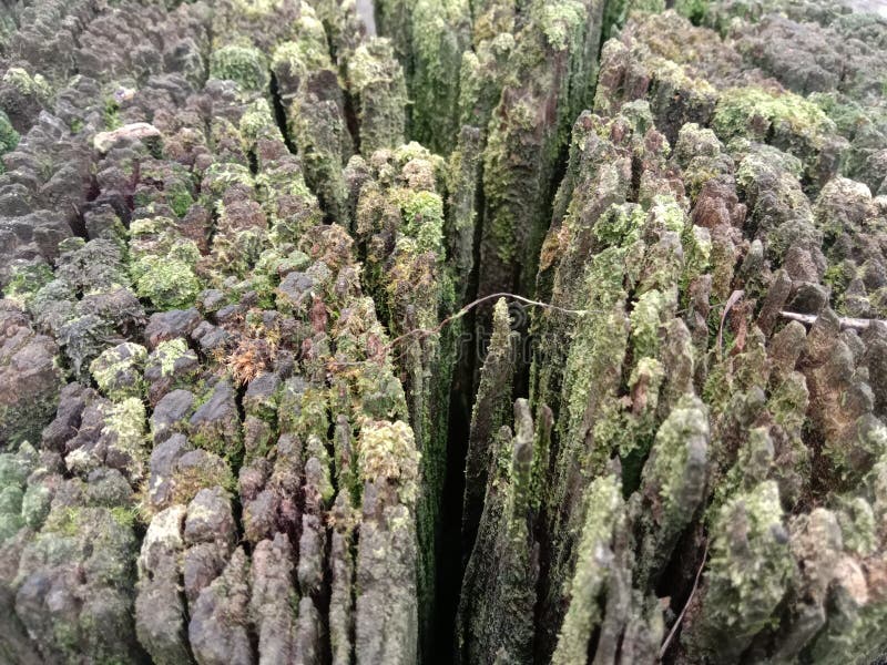 Wood Natural Life Woods Adventure Stock Image - Image of wood, natural ...