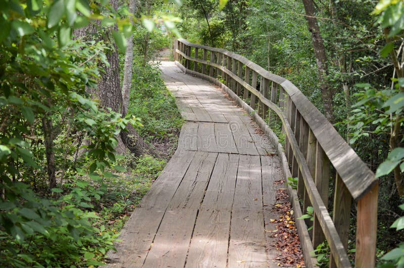 Wood Nature Trail Bridge in Forest Stock Photo - Image of woods, plants ...