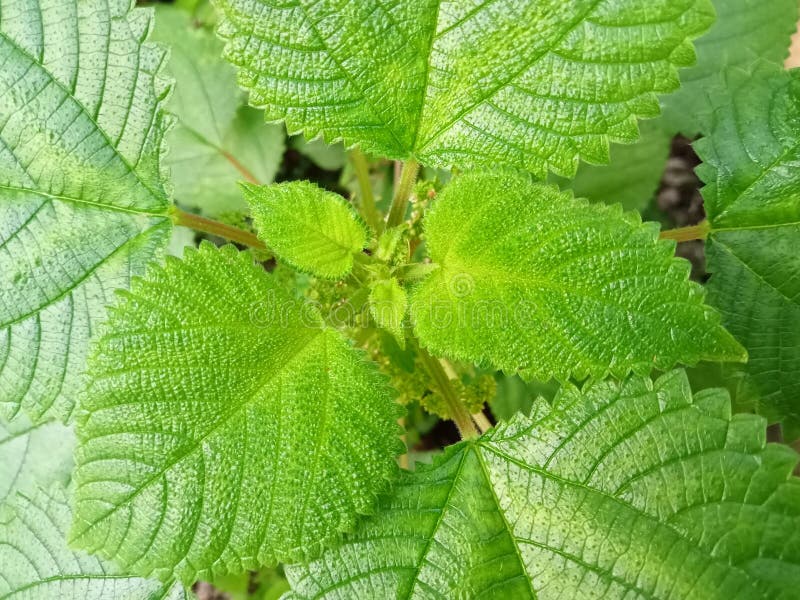 Wood Nettles Can Cause Itching on the Skin Stock Photo - Image of ...