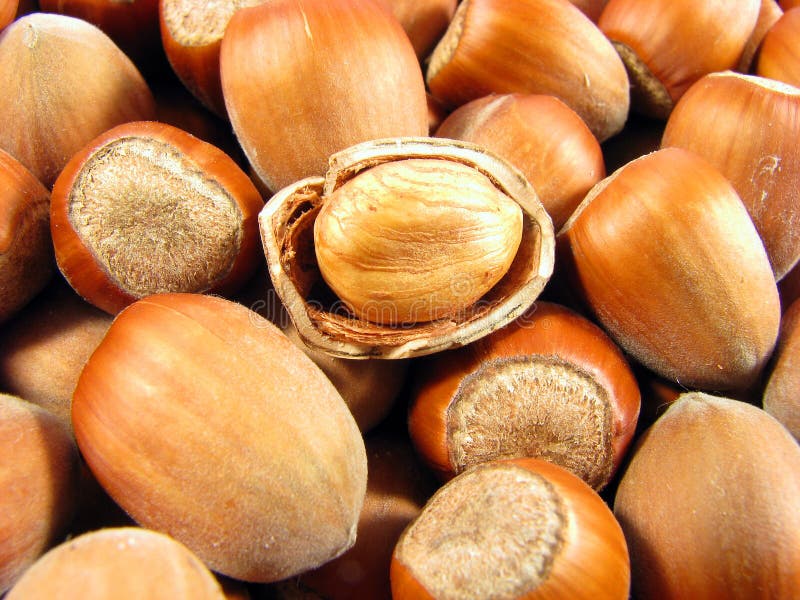 Wood nuts stock photo. Image of firm, brown, wood, mature - 13315962