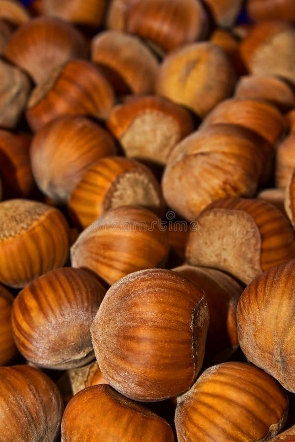 Nuts of the Filbert Growing . Hazelnut Tree, Hazelnuts Ready To Pick ...