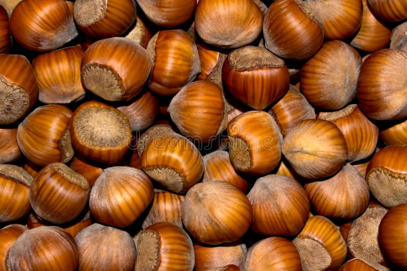 Nuts of the Filbert Growing . Hazelnut Tree, Hazelnuts Ready To Pick ...