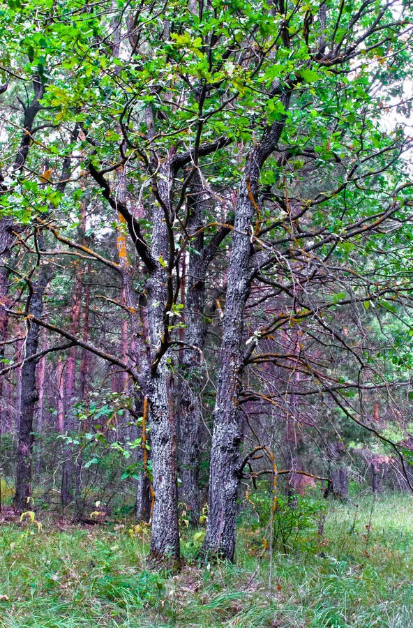 Summer. a Day in the Forest. Oak, Behind a Pine Forest. Stock Image ...