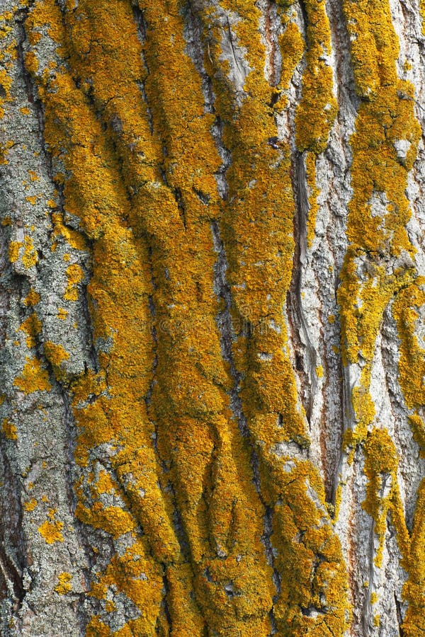 Wood orchil stock photo. Image of wooden, natural, form - 10807086