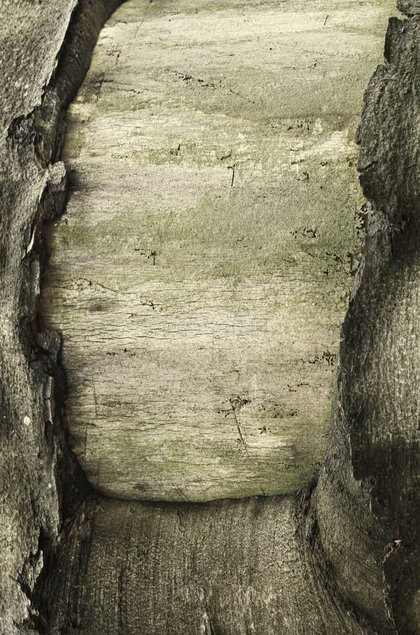 Wood parchment stock photo. Image of write, decorative - 27105854