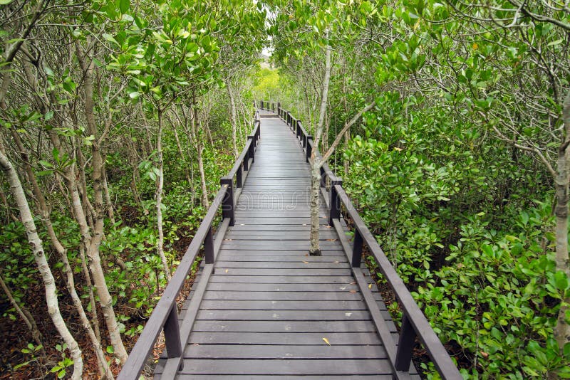 Wood Passage Way into Mangrove Forest (Trees Include Stock Image ...
