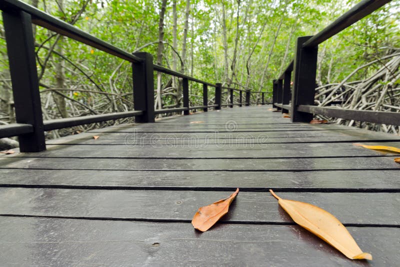 Wood Passage Way into Mangrove Forest (Trees Include Stock Image ...