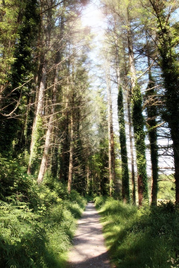 Wood path stock photo. Image of beauty, outdoor, irish - 10653276