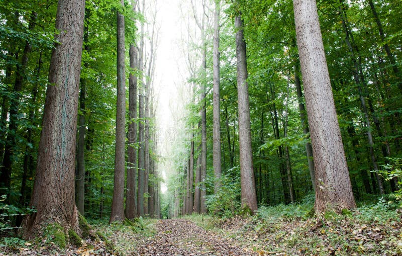 Wood path stock image. Image of forest, autumn, mysterious - 17324873