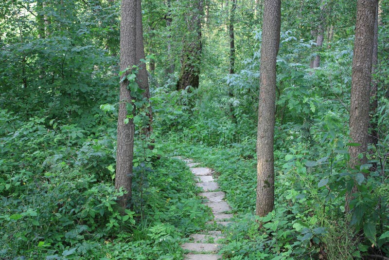 Wood path stock image. Image of path, summer, forest, tree - 5979021