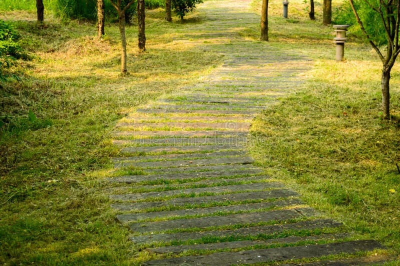 Curve Path in wood stock image. Image of hill, autumn - 17605169