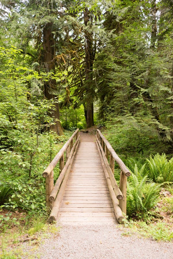 Wood Path Boardwalk Bridge Leads into the Forest Stock Image - Image of ...
