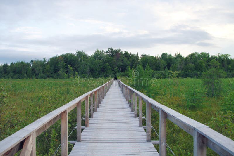 Wood Path Bridge Boardwalk Green Swamp Landscape Environment Stock ...