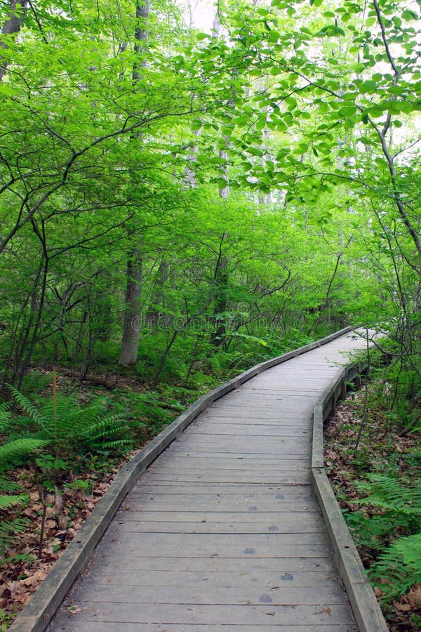 Wood Path through Deciduous Forest. Stock Image - Image of ferns ...