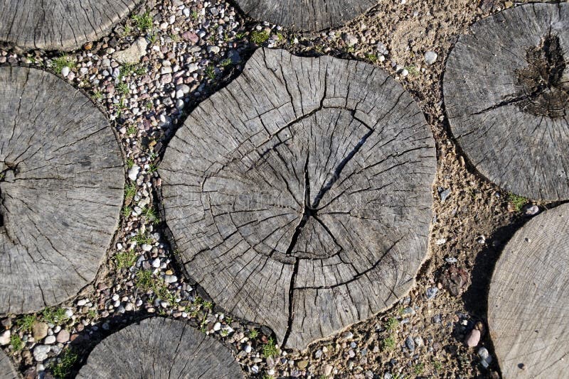 Wood Path - Ends of a Tree Trunk. Texture Stock Image - Image of tree ...