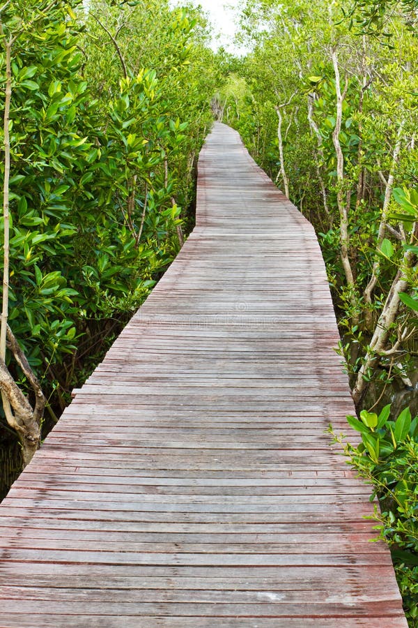 Wood path mangrove forest stock photo. Image of scenery - 23218332